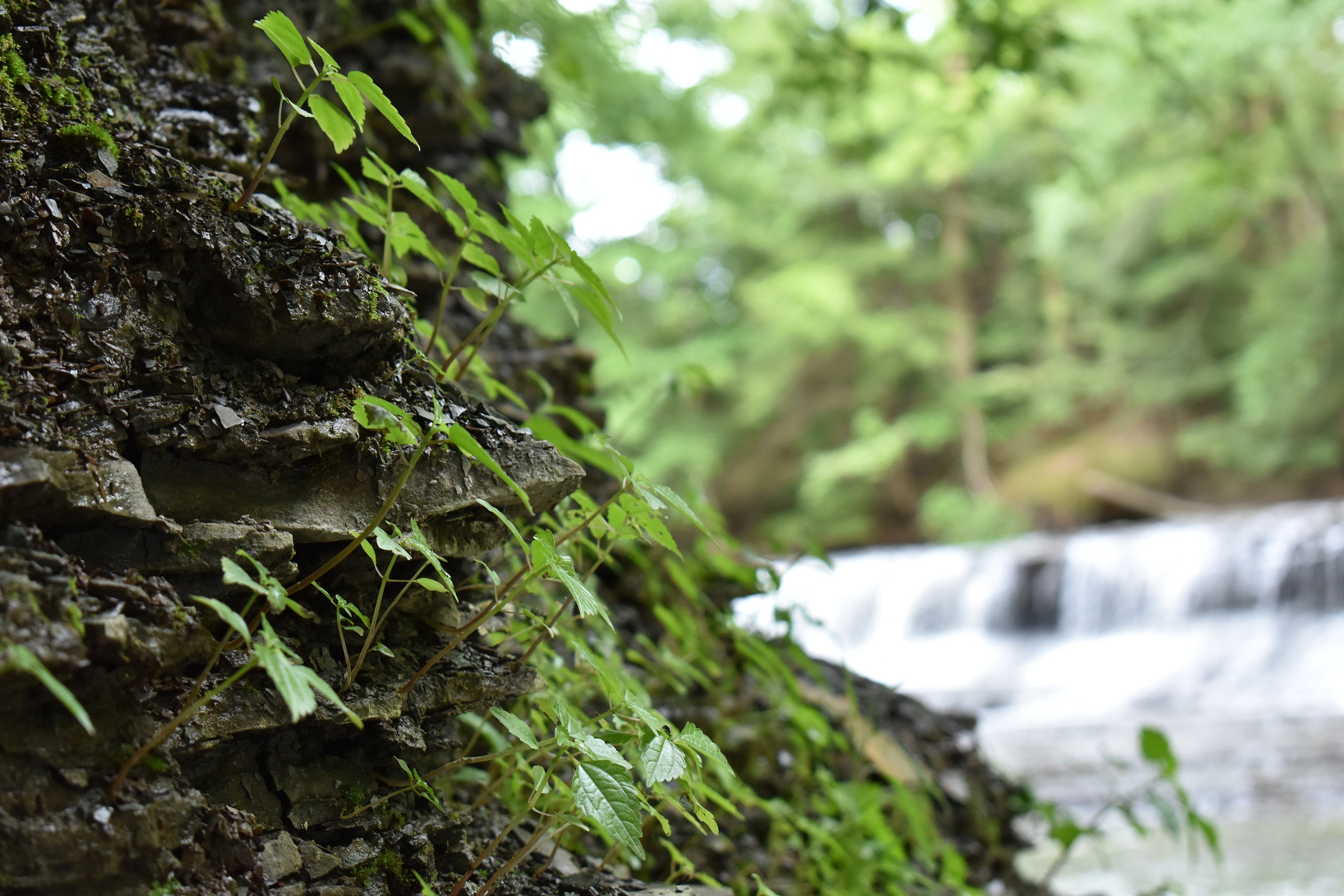 Green Rocks – seema casey