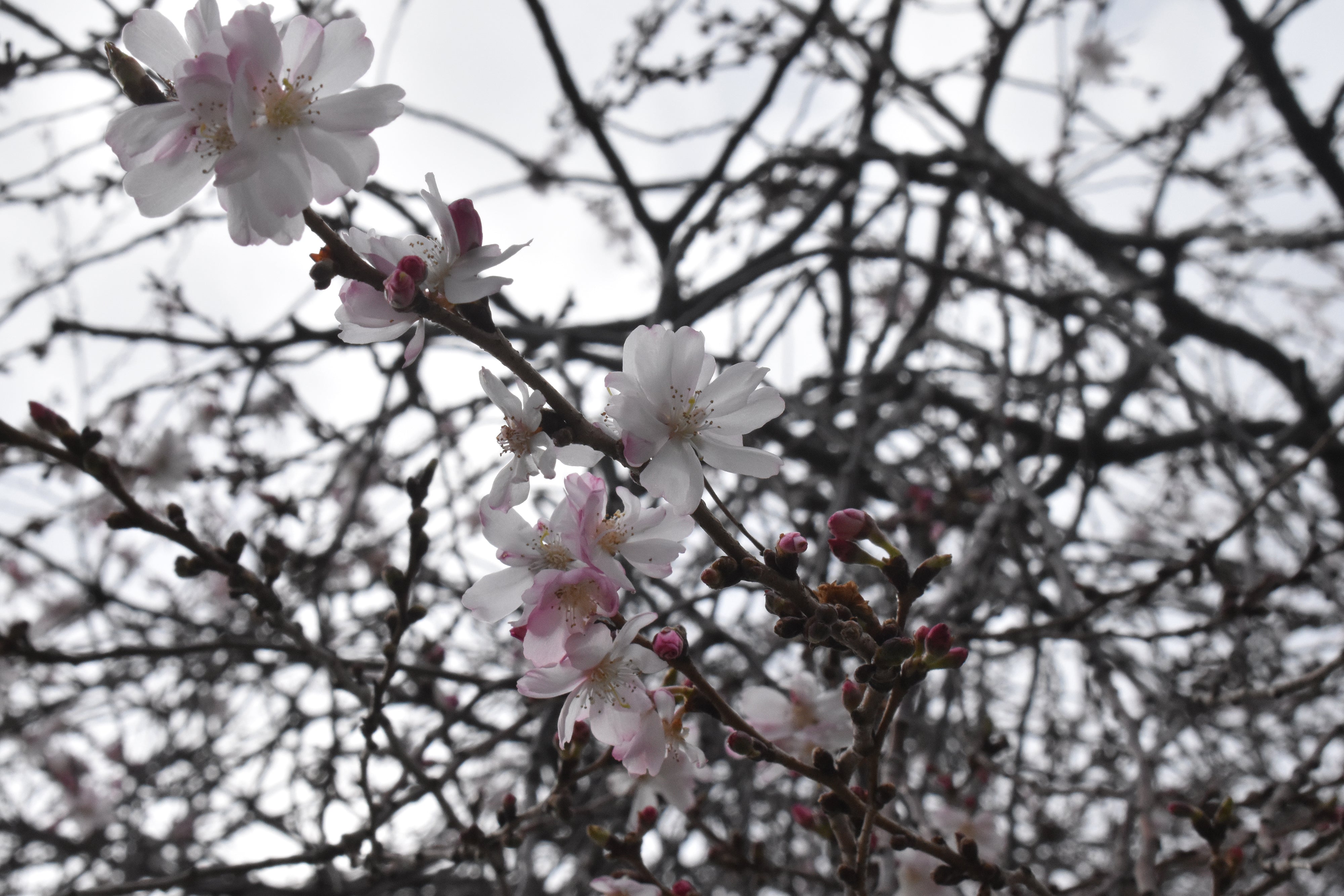 flower on tree – seema casey